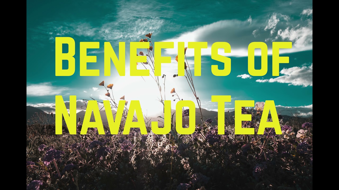 Benefits of Navajo Tea Medium Article Narration | Cota | Hopi Tea ...