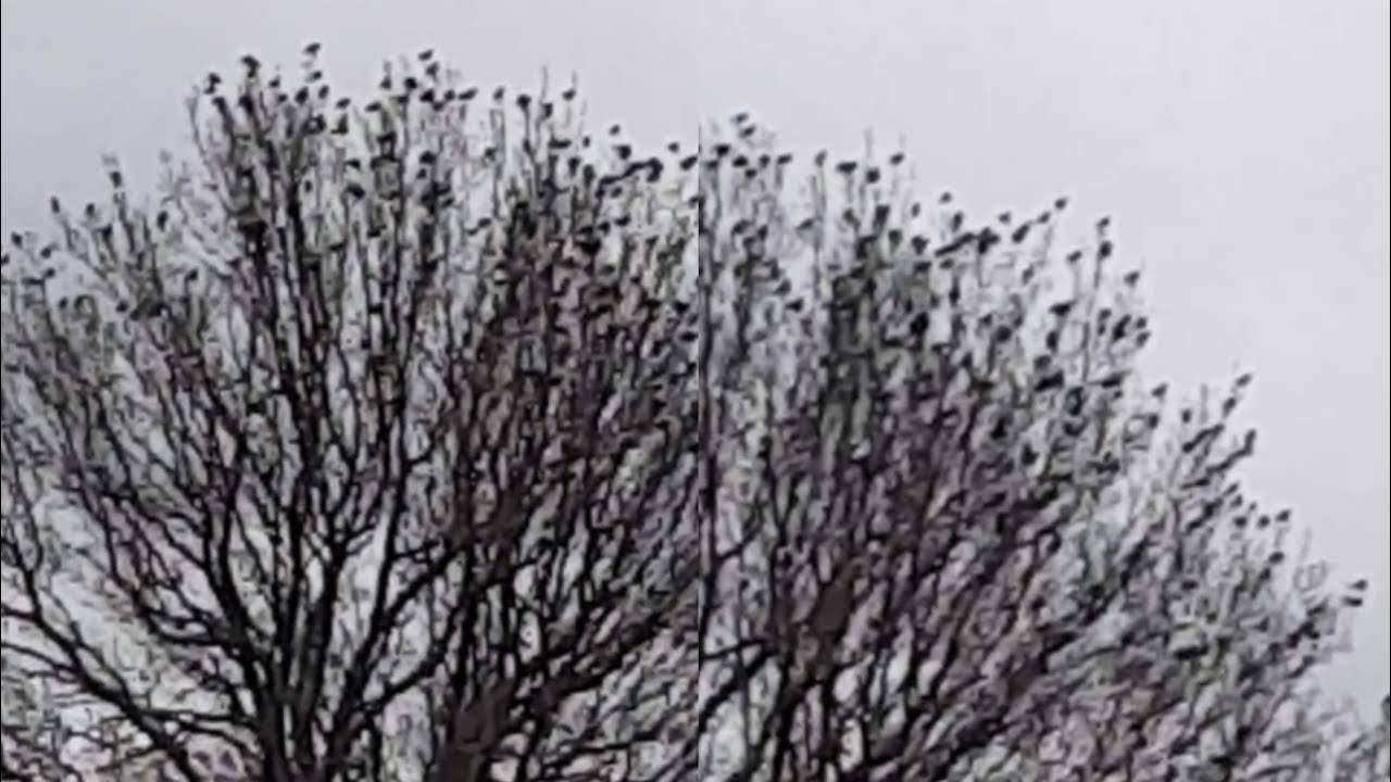 Amazing Thousands of birds in our tree playing - YouTube