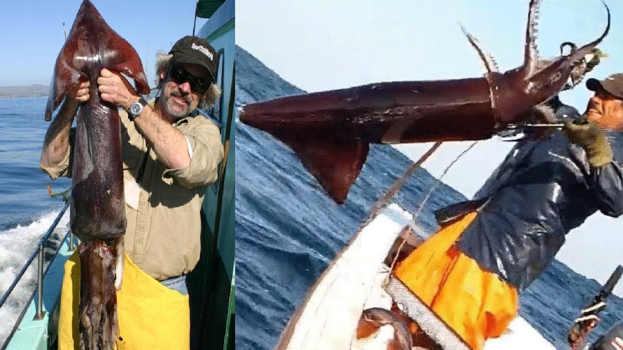 [INCRÍVEL] Pesca de Lula Gigante no Mar -Moderna fábrica de ...