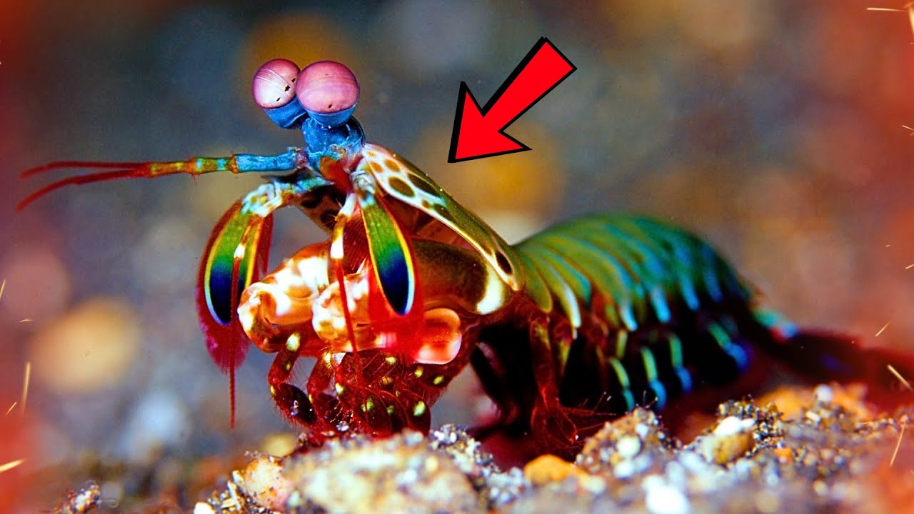 5 Insane Animal Adaptations That Shock you! - YouTube