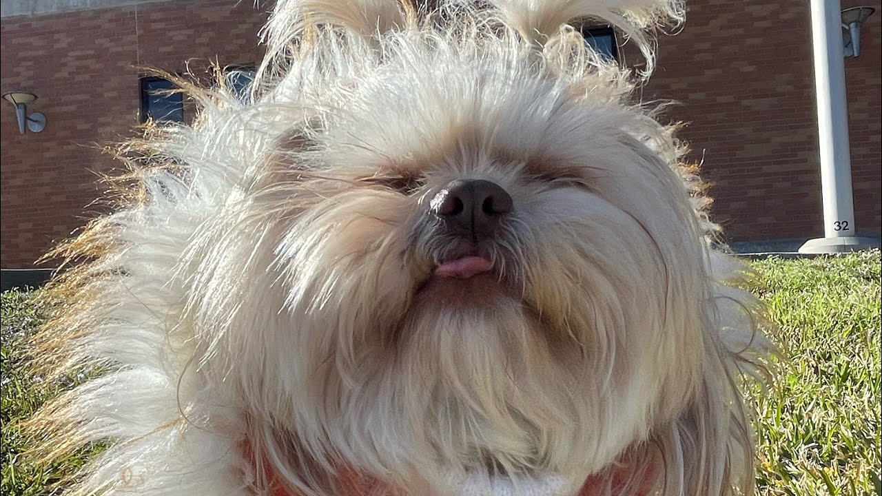 Shih Tzu Joy- Sloshing Around - YouTube
