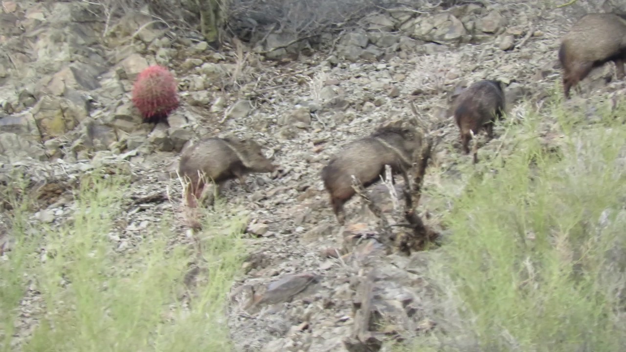 Javelina in LaPaz County, AZ - YouTube