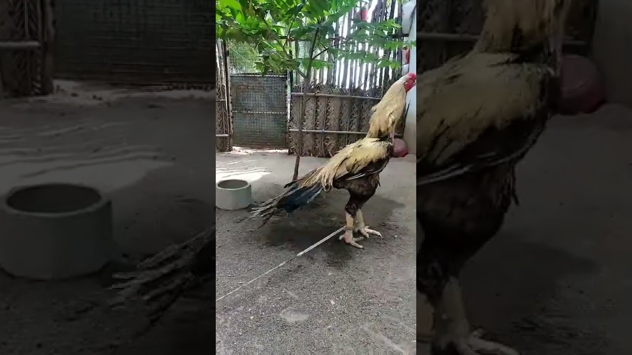 parrot beak long tail aseel murga - YouTube