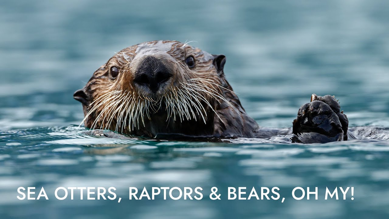 Sea Otters, Raptors & Bears, Oh My! | Shore Excursion | NCL - YouTube
