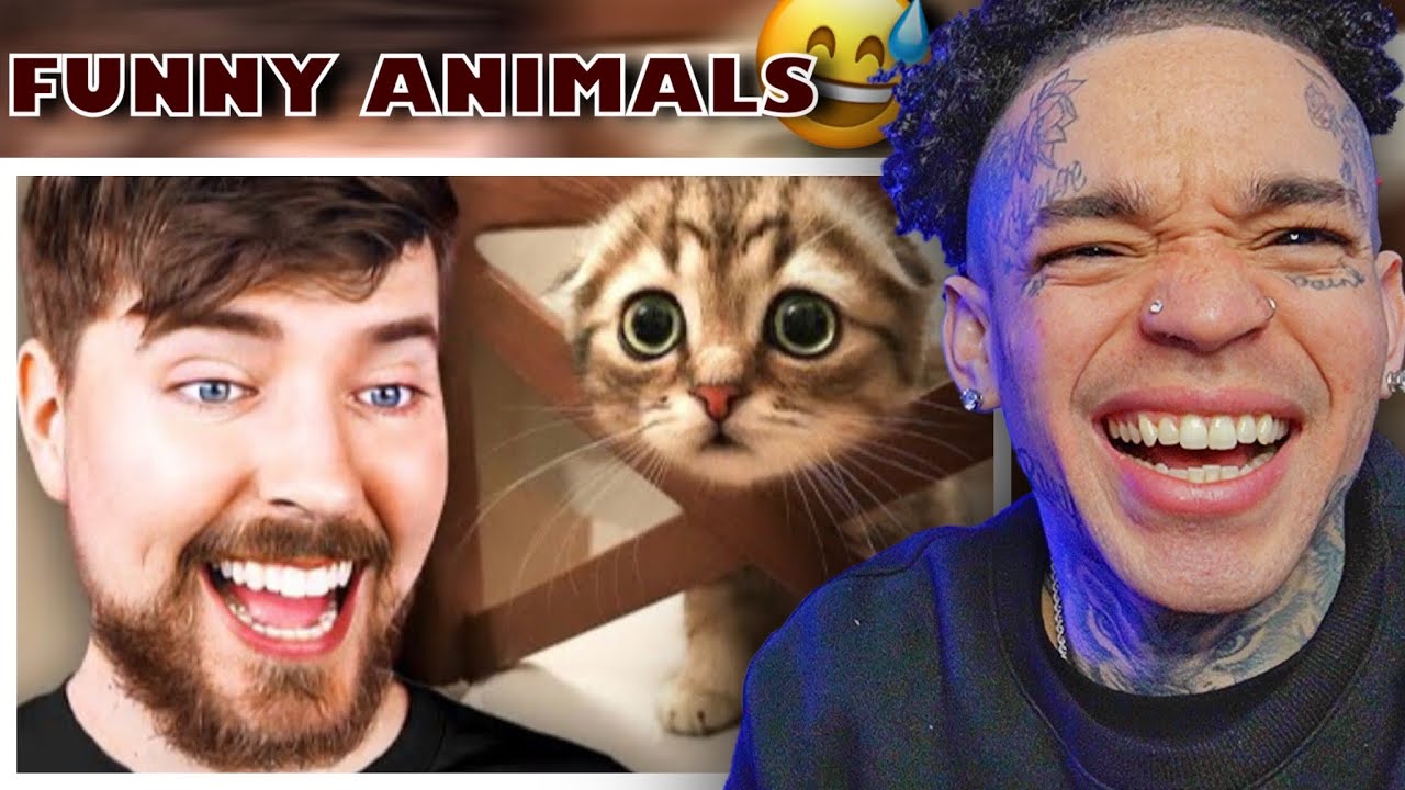 MrBeast | Beast Reacts - World's Cutest Animals! [reaction] - YouTube