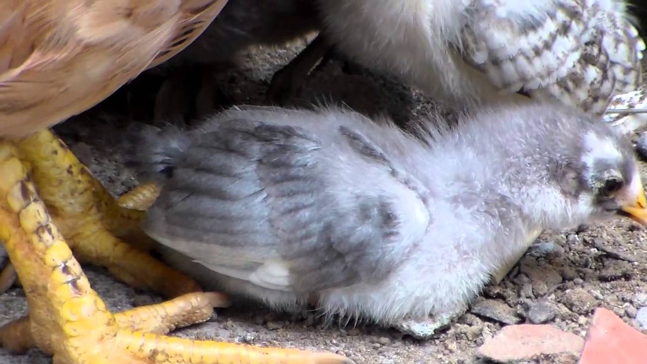 Pintinhos de galinha polonesa - YouTube