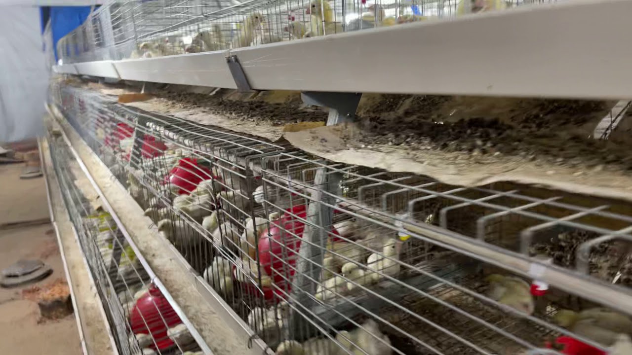 Broiler caged farming - YouTube