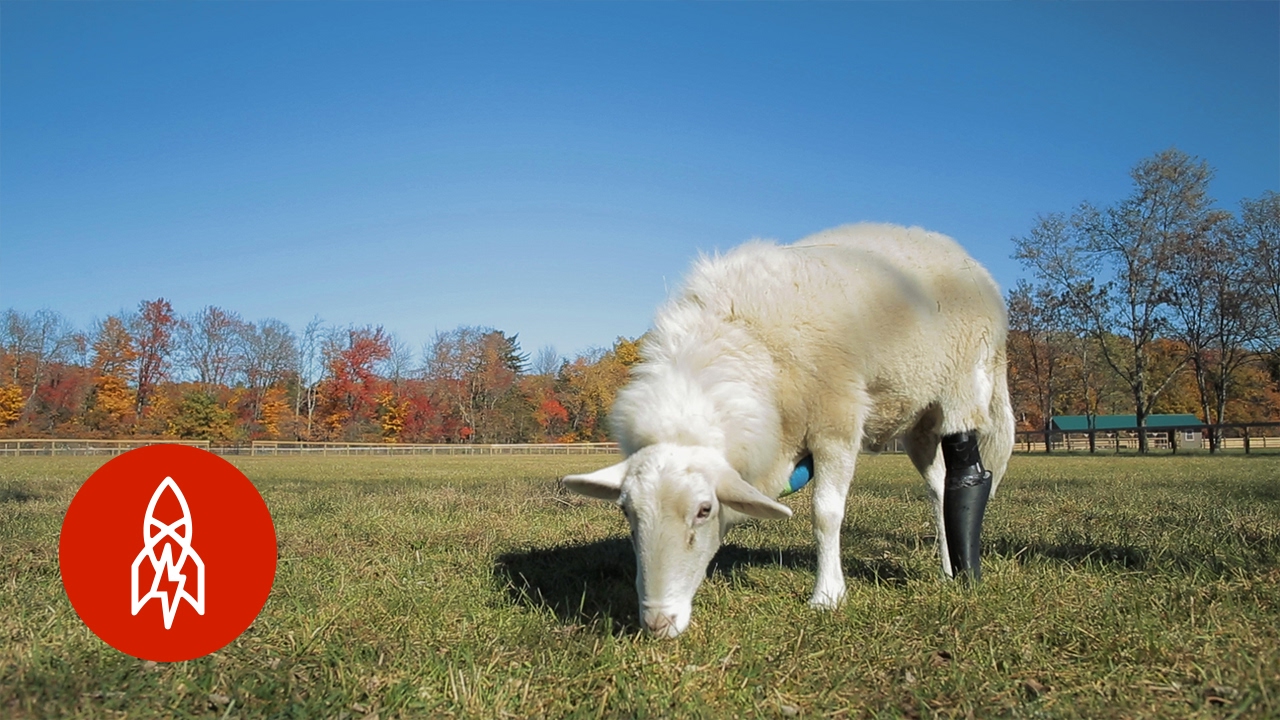This Farm Fits Injured Animals with Prosthetics - YouTube