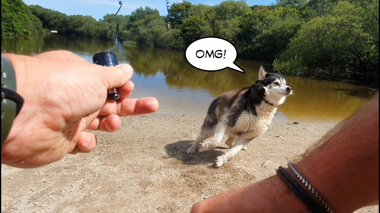 Dog talks Perfectly after he's told some Great News - YouTube