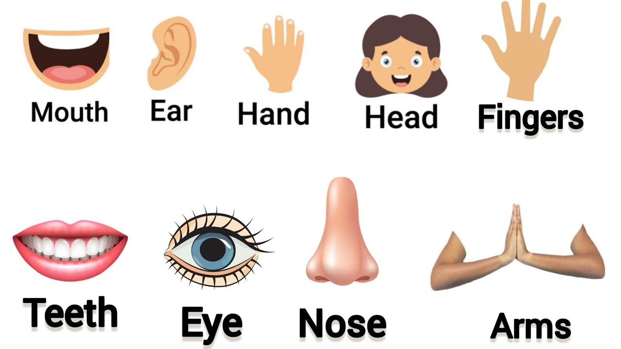 Body Parts Name With Pictures | Parts Of Body Vocabulary - YouTube