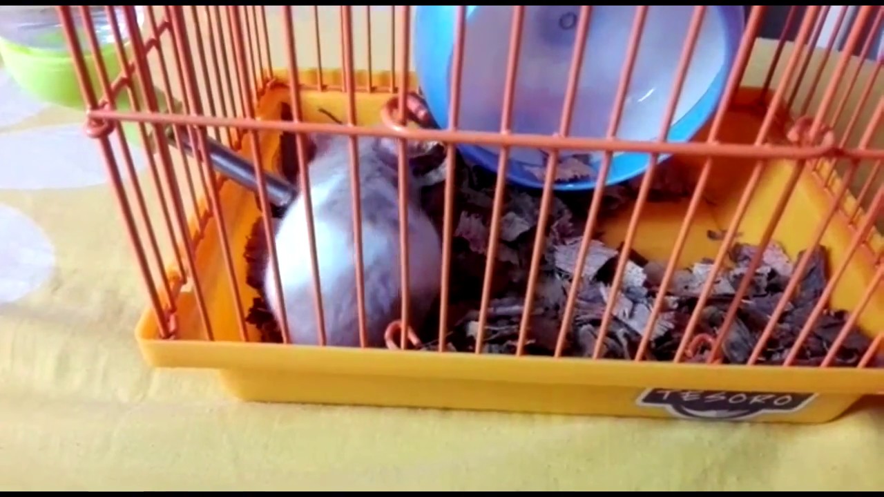 La caja problema de Thorndike - YouTube