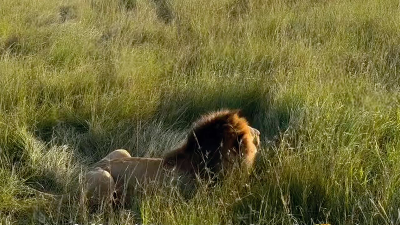 Oloshipa Black Rock Male Lion & Rongai Pride yesterday on eland Kill ...