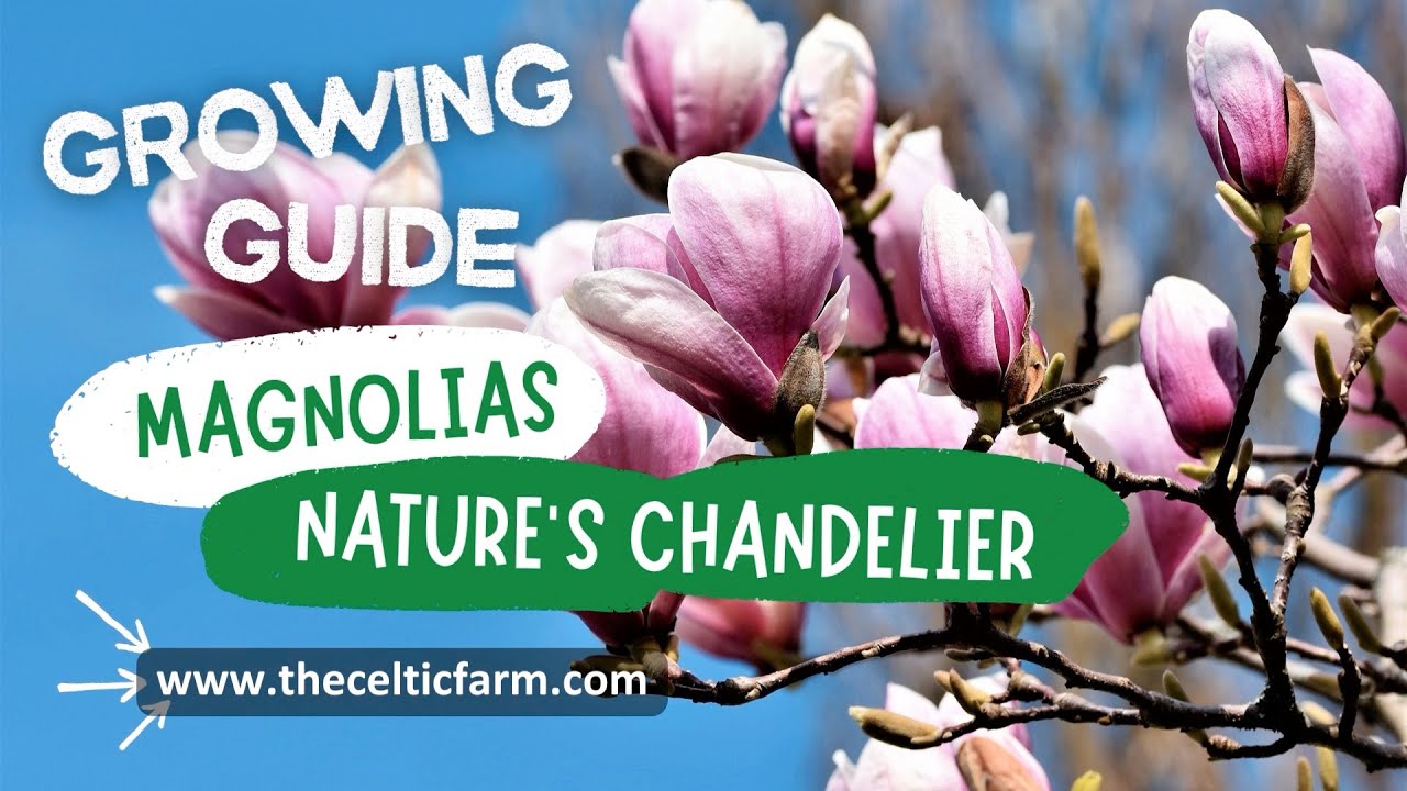 Mastering Magnolia Magic: Your Ultimate Guide to Growing Glorious ...