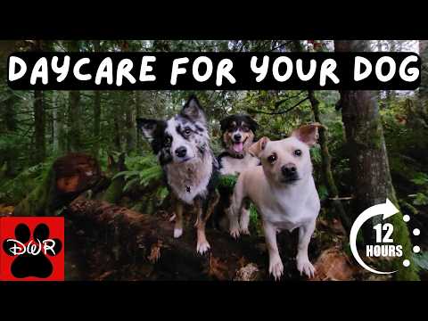 DOG TV 12 Hours 🐕 Adventures for Dogs | Keeps Dogs Calm & Entertained