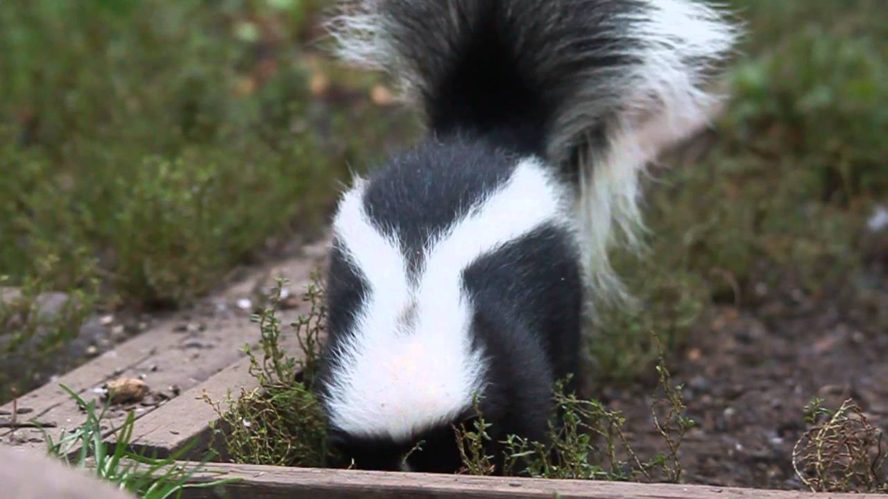 Sept 24 - Toronto Skunk - YouTube