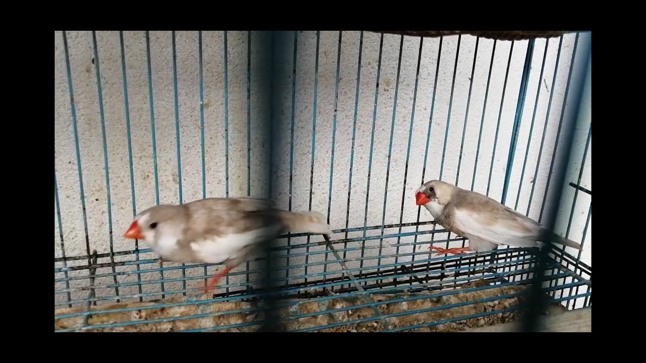 Pied dominant silver zebra finch - YouTube