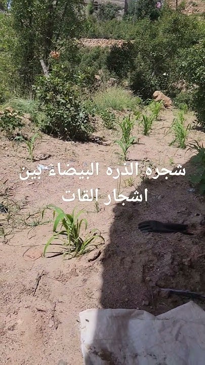 جمال شجره الذره بدايه زراعتها بيت شجره القات لايك اكسبلور تيكتوك America دويتو تصويري