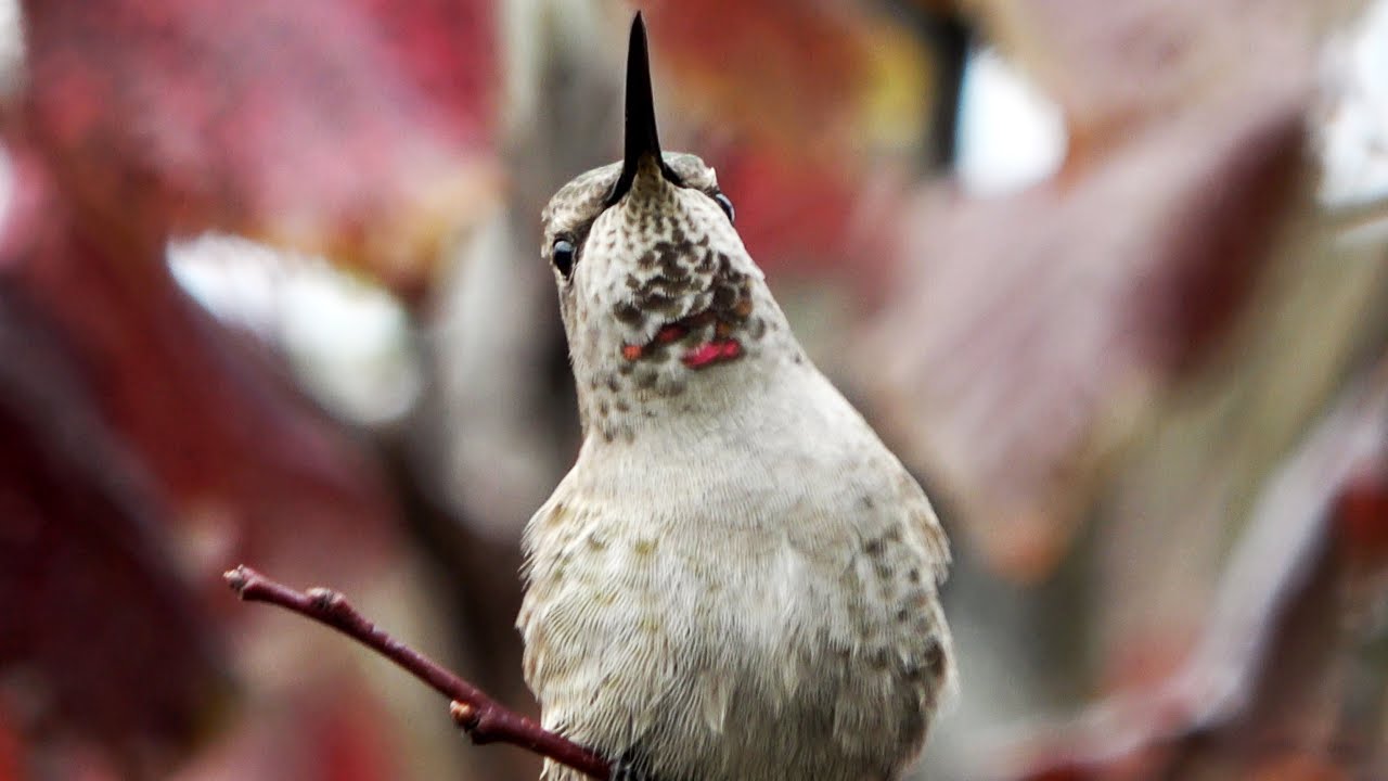 The sound of Anna's Hummingbirds - YouTube