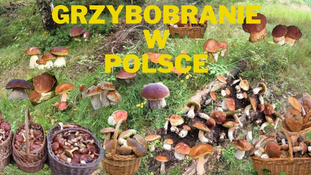 BOROWIKI - GIGANTYCZNE PRAWDZIWKI I KOZAKI-UKŁADAŁEM W BAGAŻNIKU GRZYBY ...