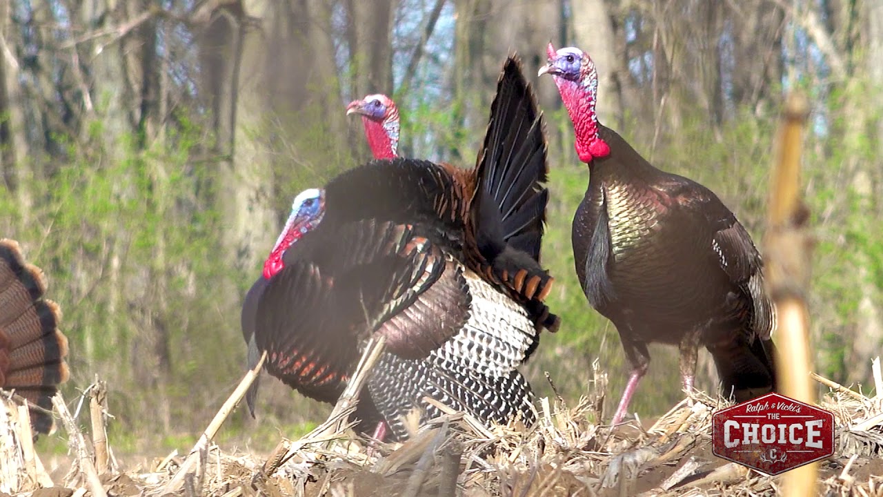 Ralph Fanning Turkeys - YouTube