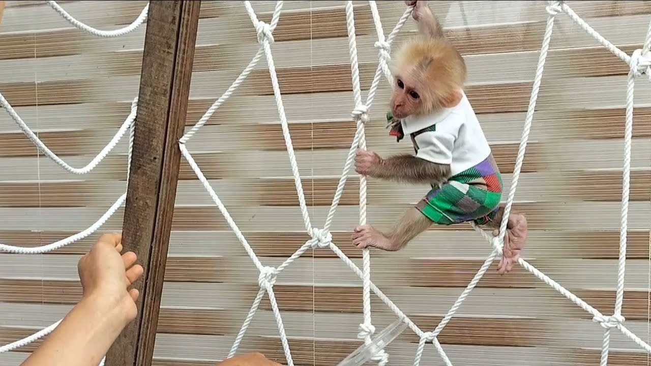 Baby Monkey Cutis - Climbing like this is so cool - YouTube
