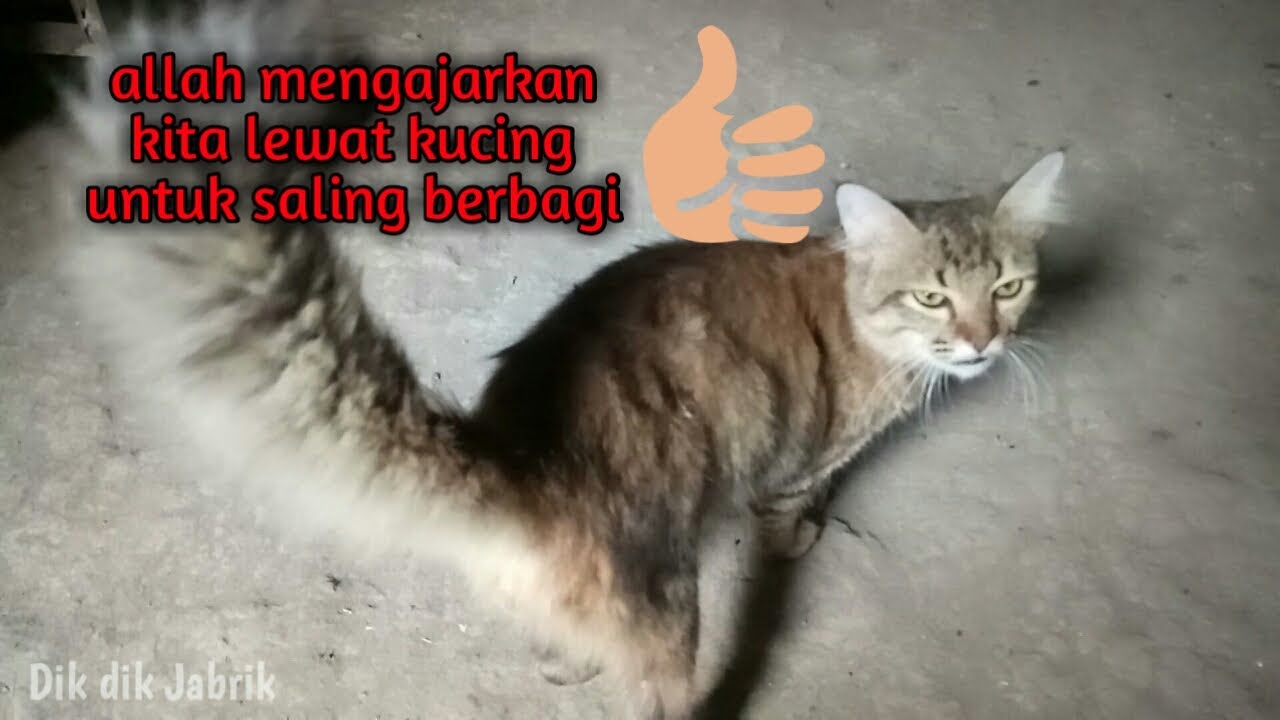 Ini kucing selalu datang untuk minta.... - YouTube