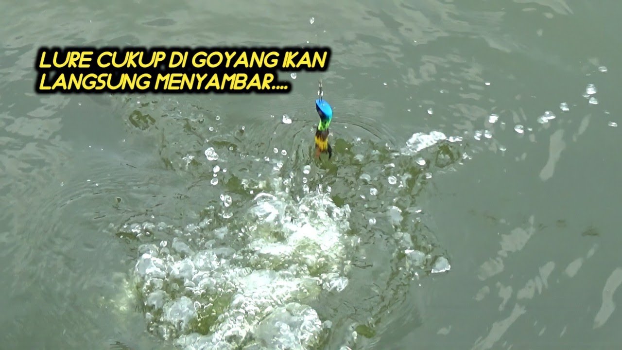 GAK PERLU MELEMPAR PANCING |CUKUP DI GOYANG AJA LANGSUNG DI SAMBAR ...