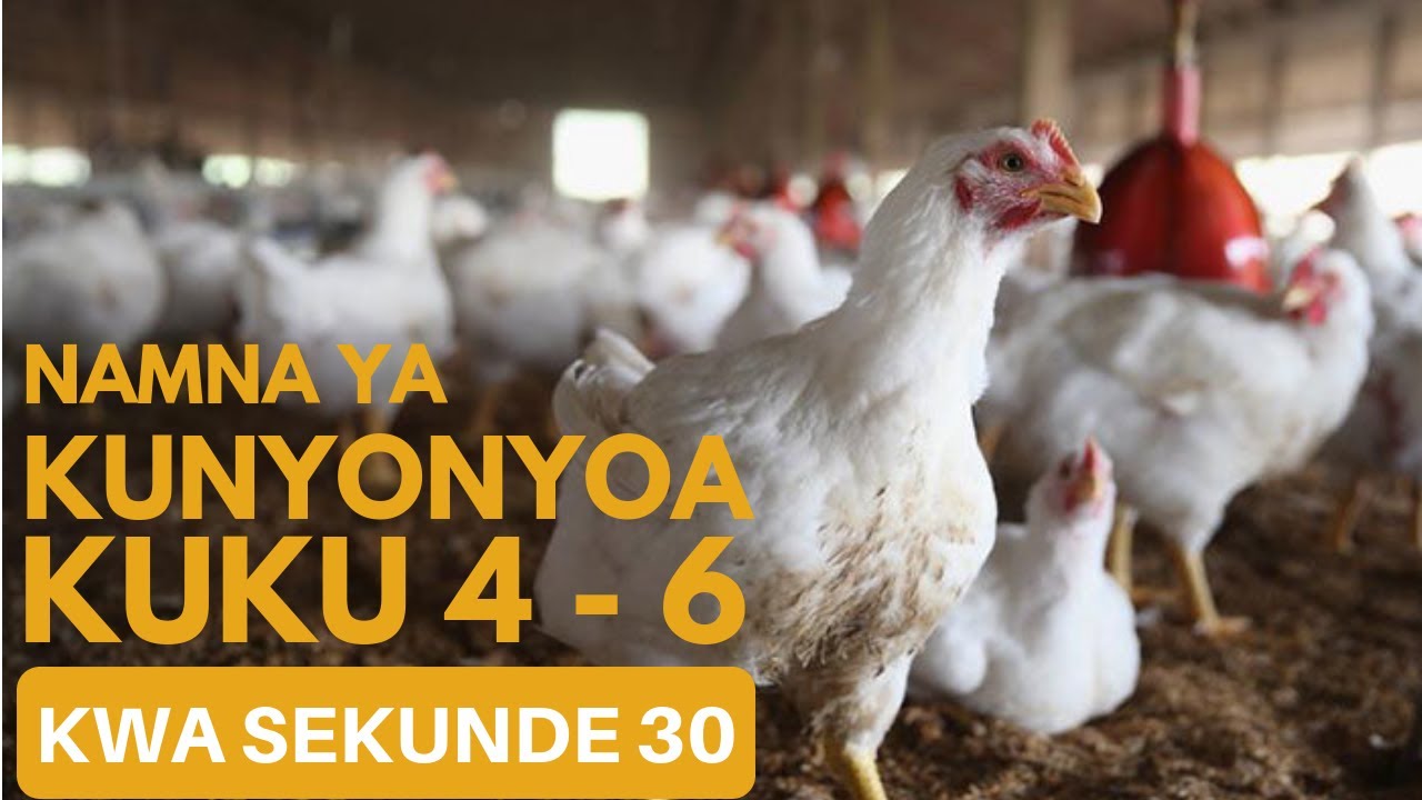 Namna ya Kunyonyoa kuku 4 - 6 kwa sekunde 30 - YouTube