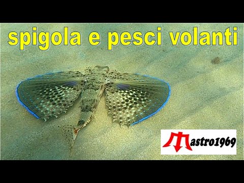 pesca in apnea spigola e pesci volanti pesce rondine o civetta pescasub ...