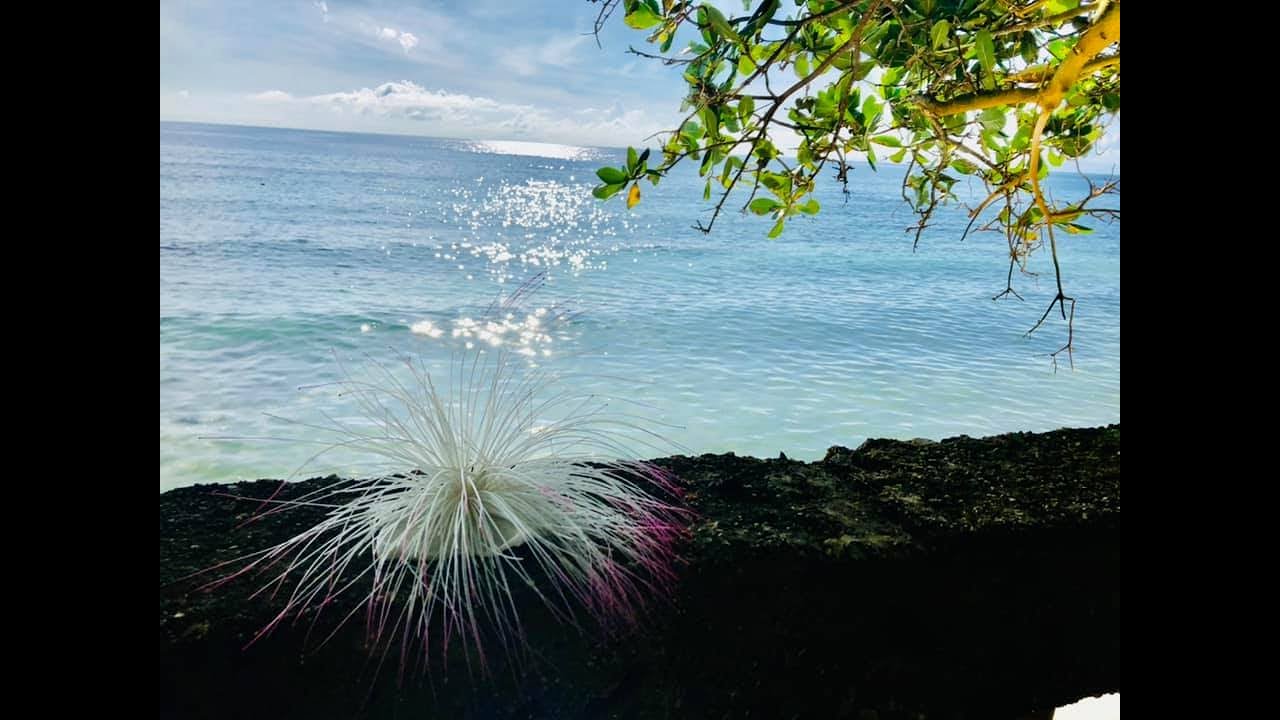 Bitoon Tree - YouTube