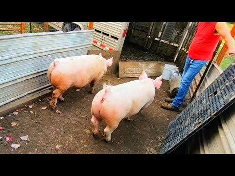 LOADING 5 FOOT LONG PIGS! _ Small Homestead Camp Day // Whitt Acres ...