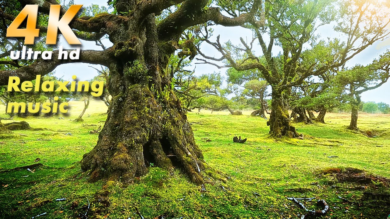 AMBIENT MUSIC, Piano, Sleep, Study and Relaxation video. Beautiful ...