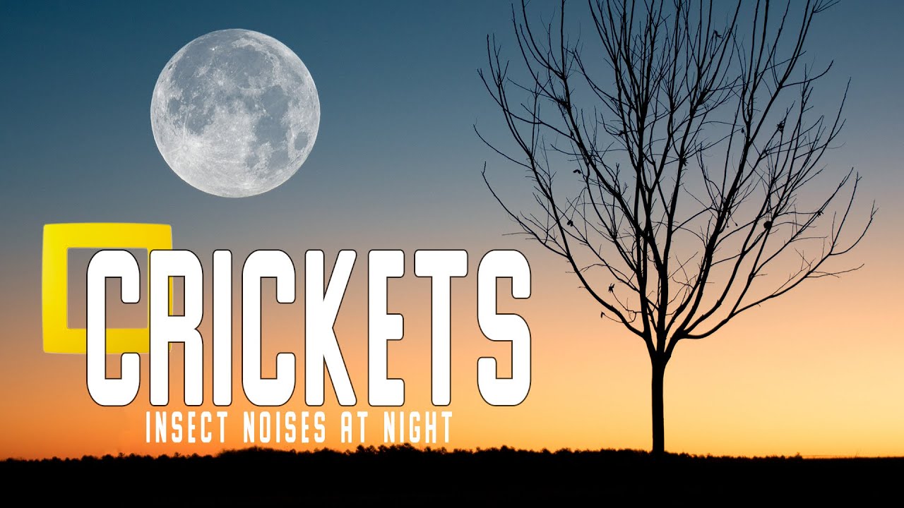 Cricket insect noises at night. Relax. Sleep. Meditation - YouTube