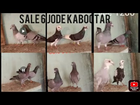 Lathe kabootar 6 pair for sale. 29.8.2022 kabootar sale. Gola kabootar ...