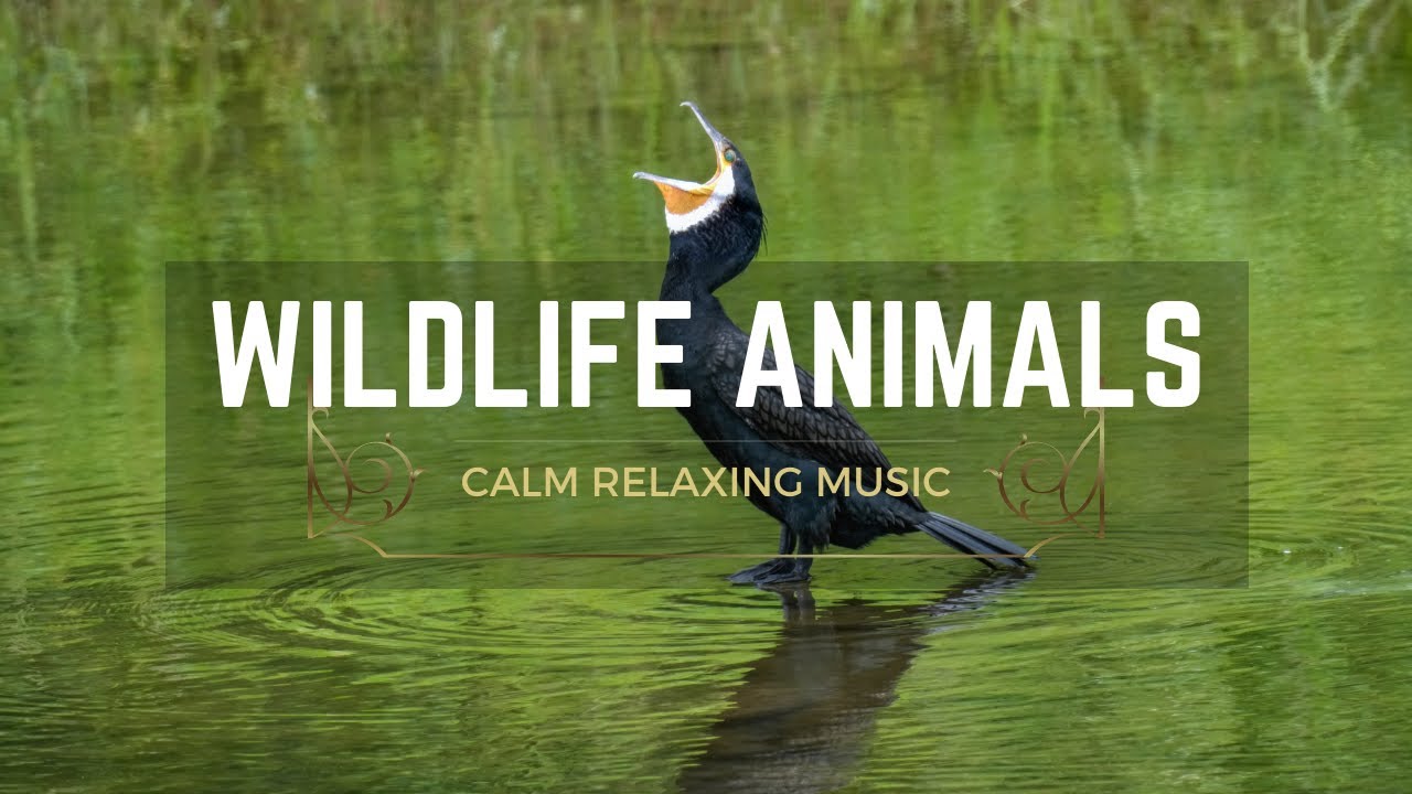4K Wildlife Animals - Calm Relaxing Music with Beautiful Nature Video ...