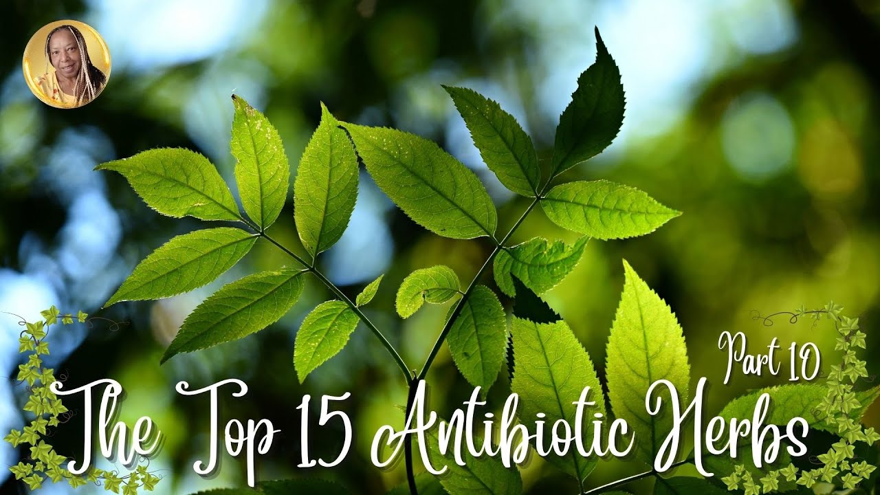 The Top 15 Antibiotic Herbs Part 10 🌱🎋 - YouTube