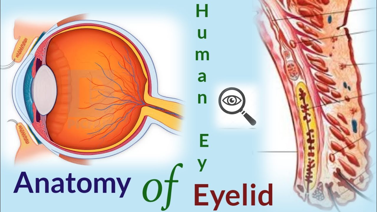 Anatomy of eyelids ll Structures,muscles,glands and blood supply of ...