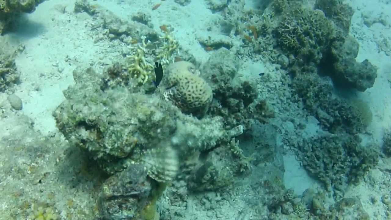 HD Steinfische im roten Meer Hurghada Ägypten - YouTube