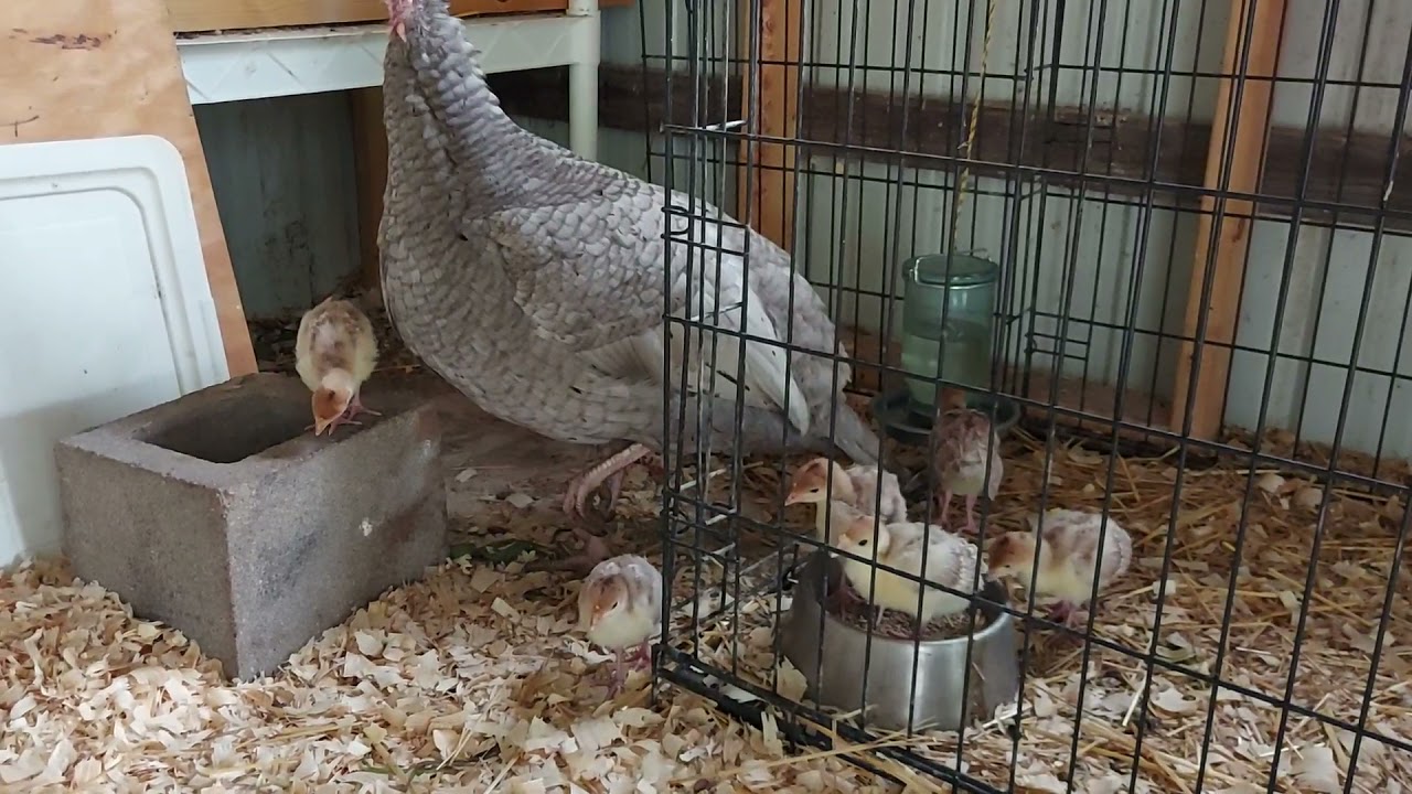1 Week Old Bourbon Red Turkey Poults - YouTube