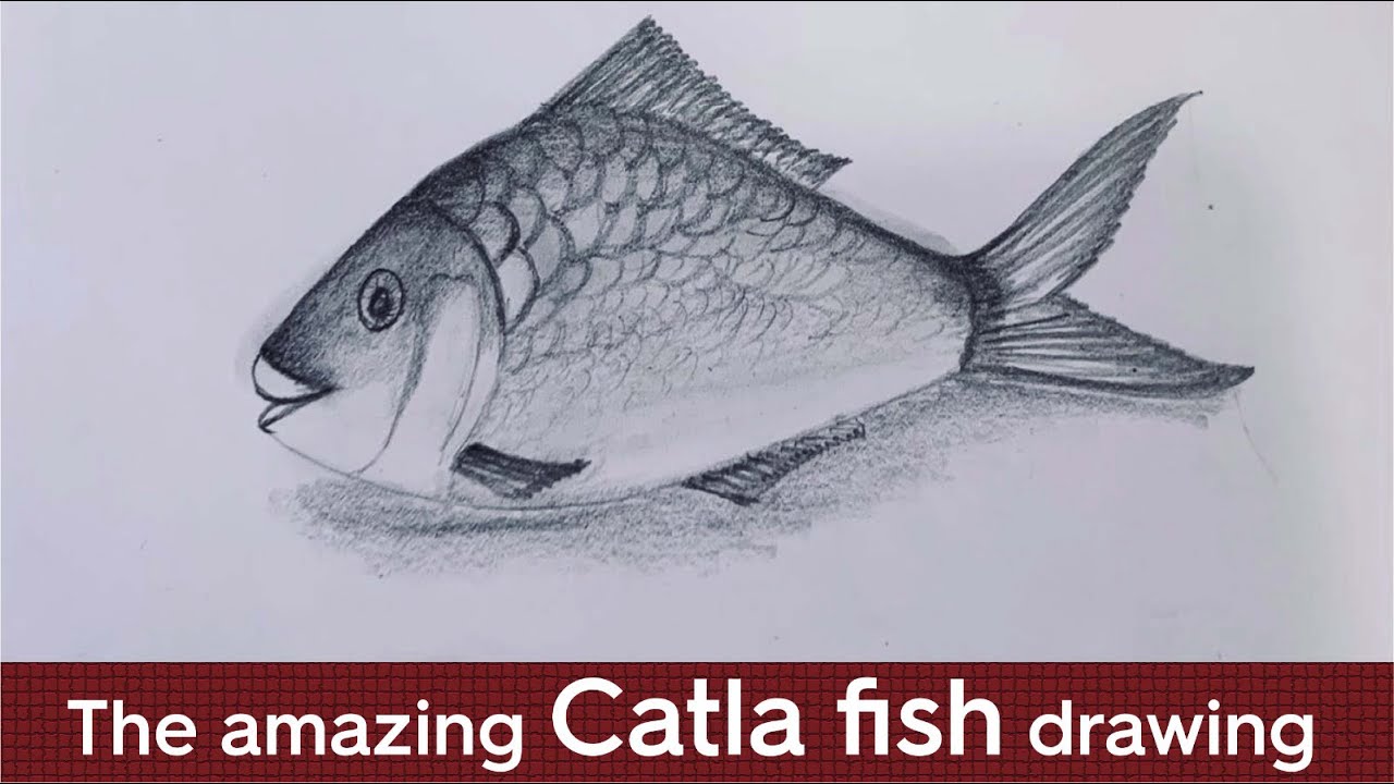Catla fish step by step for beginners | drawing fish | catla fish ...