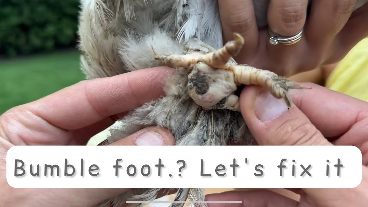 How to fix a chickens bumblefoot in 5 minutes. - YouTube