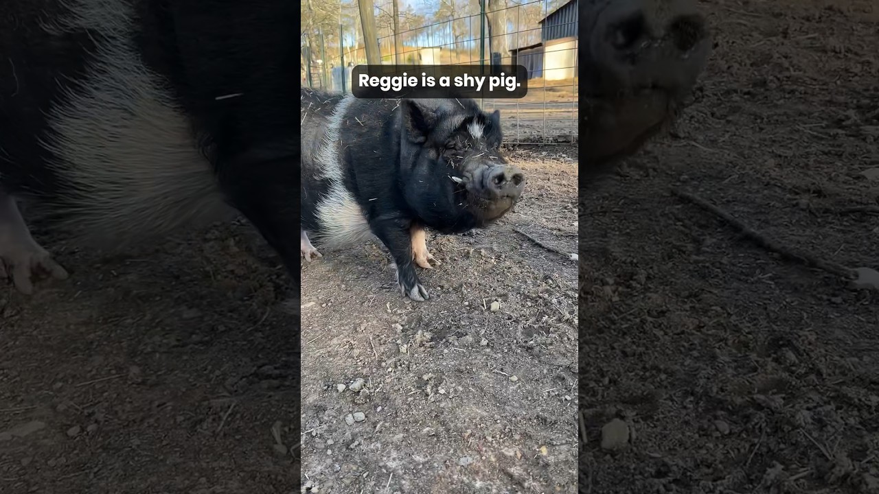 Reggie is a shy pig. He loves treats, but does not like to be touched ...