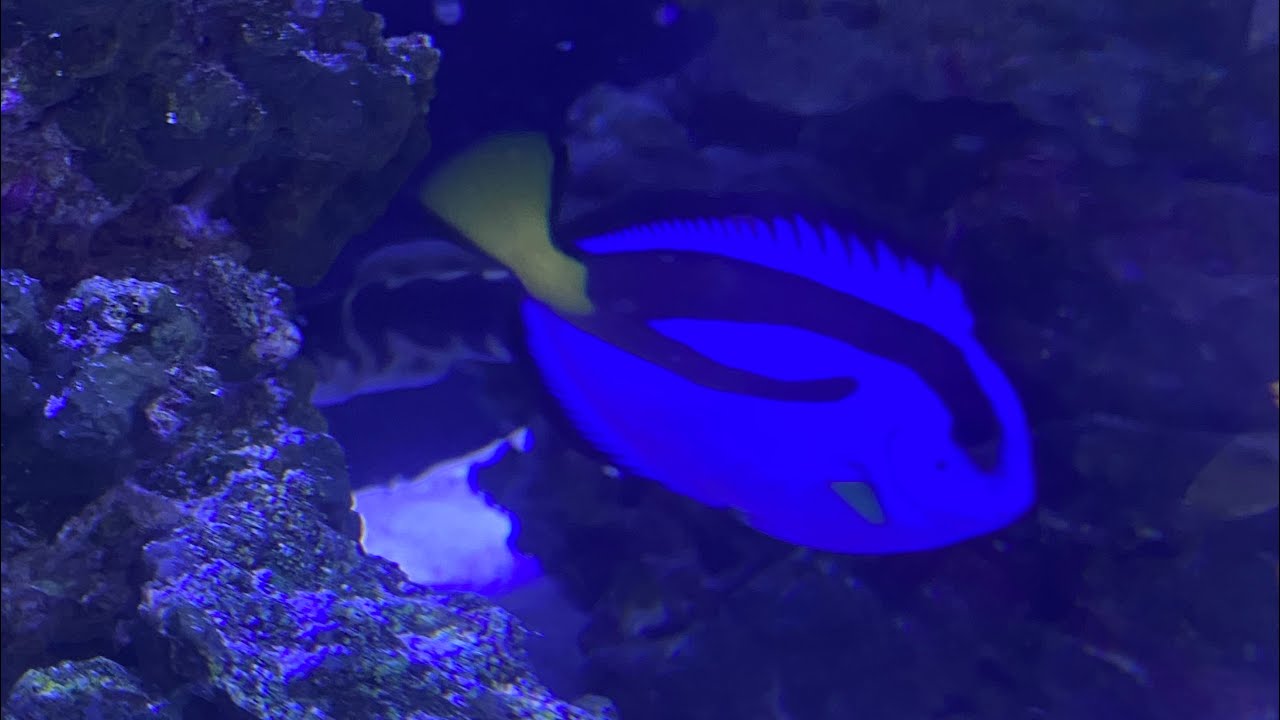 I bought Dory and 4 other *NEW* exotic fish for my tank - YouTube