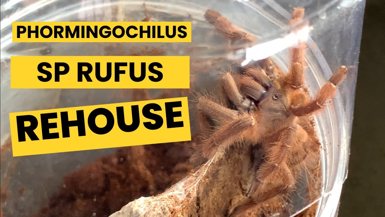 Phormingochilus sp rufus Rehouse - Peach Earth Tiger Tarantula - YouTube