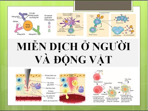 SINH HỌC 11 MIỄN DỊCH Ở NGƯỜI VÀ ĐỘNG VẬT: MIỄN DỊCH ĐẶC HIỆU, CÁC BỆNH ...