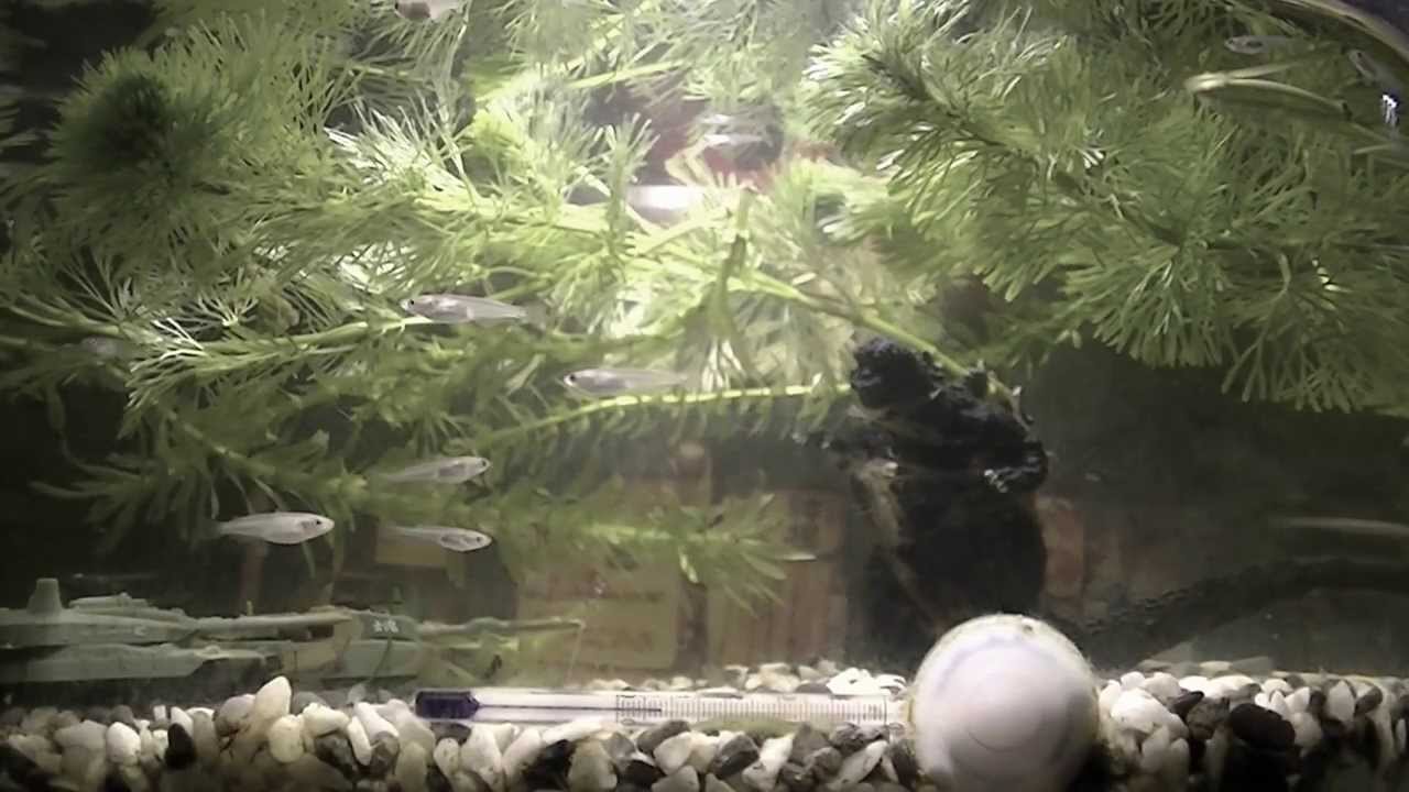 GODZILLA vs Freshwater shrimp - YouTube