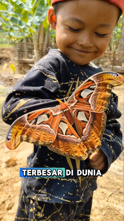 Kupu-Kupu Sirama-Rama, Terbesar di Dunia! Sayapnya Bisa Seukuran ...