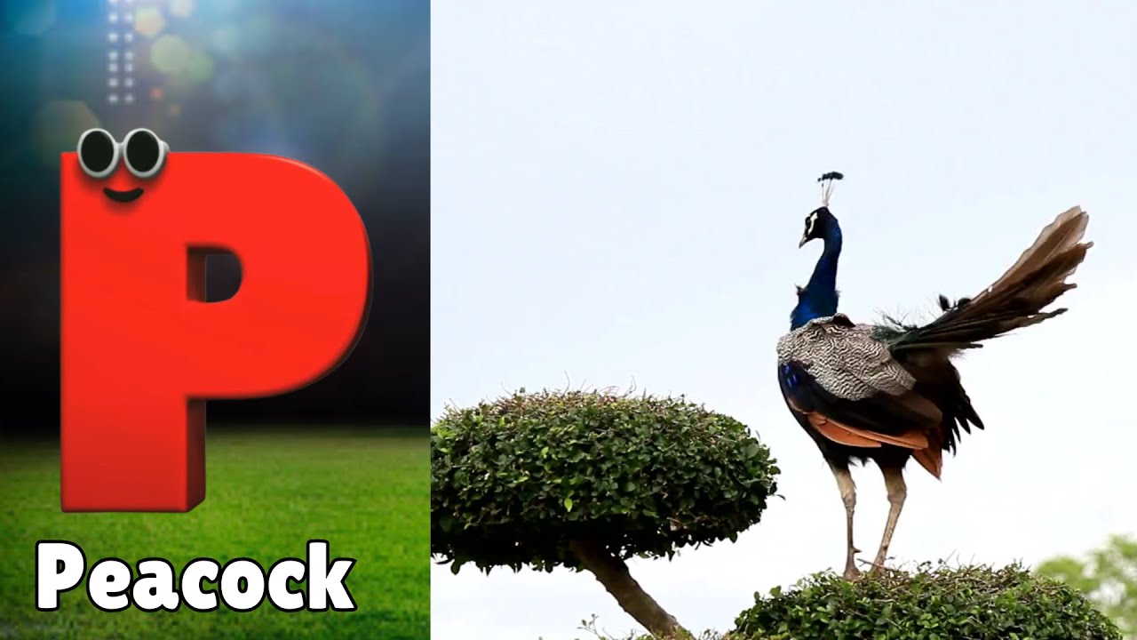 Birds phonics song for toddlers| Abc Song for kids| Learn Alphabets ...