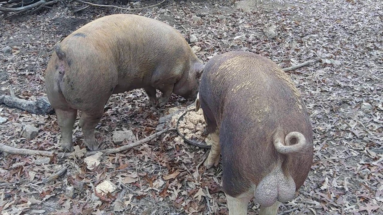 Muscle the Boar #shorts - YouTube