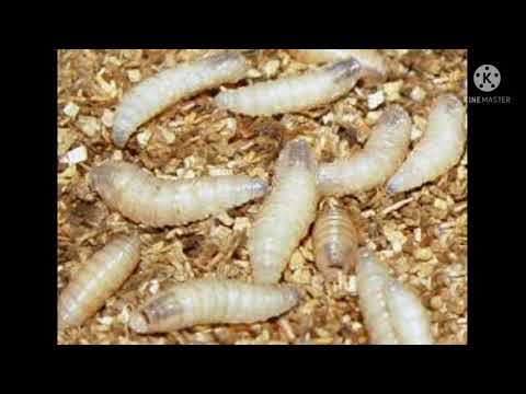 AGUSANAMIENTO EN HERIDAS de  cerdos,perros,gatos.etc(curabichera)